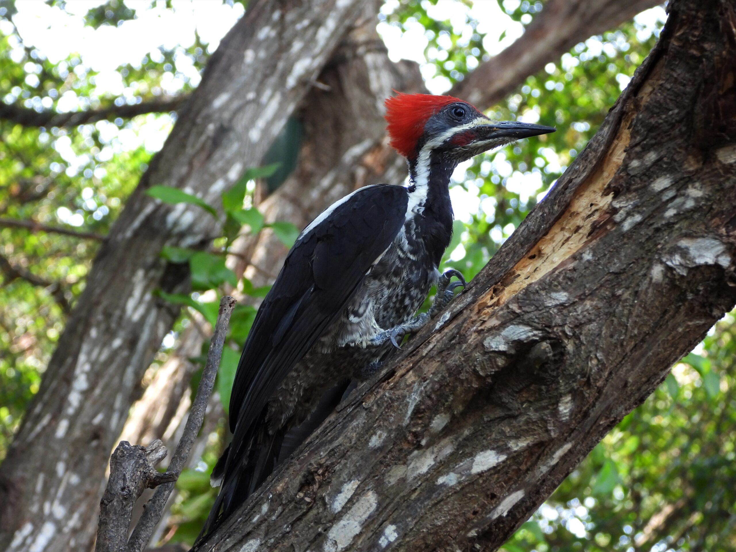 Carpintero real – CAV | EPA Cartagena