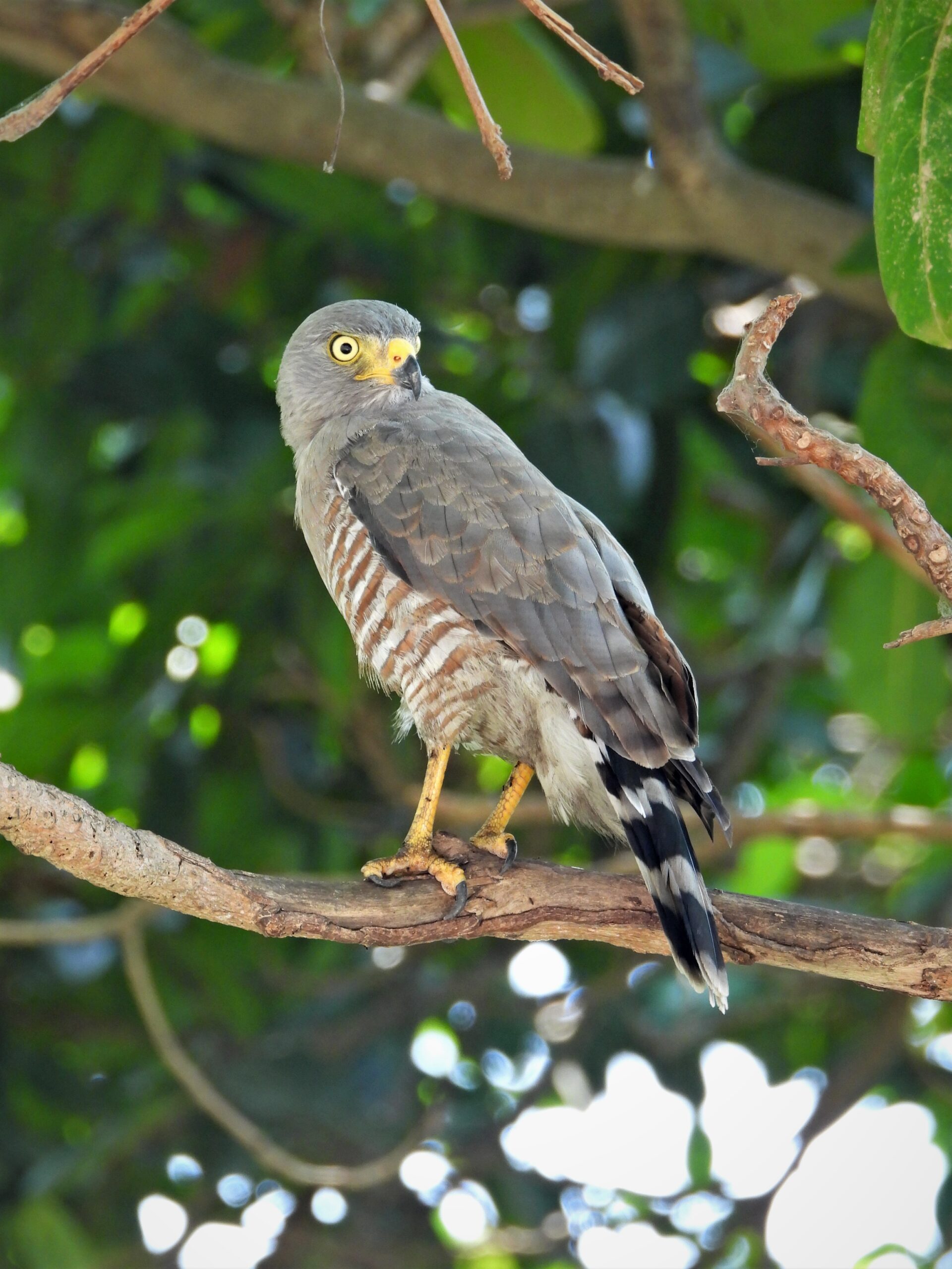 Gavilán caminero – CAV | EPA Cartagena