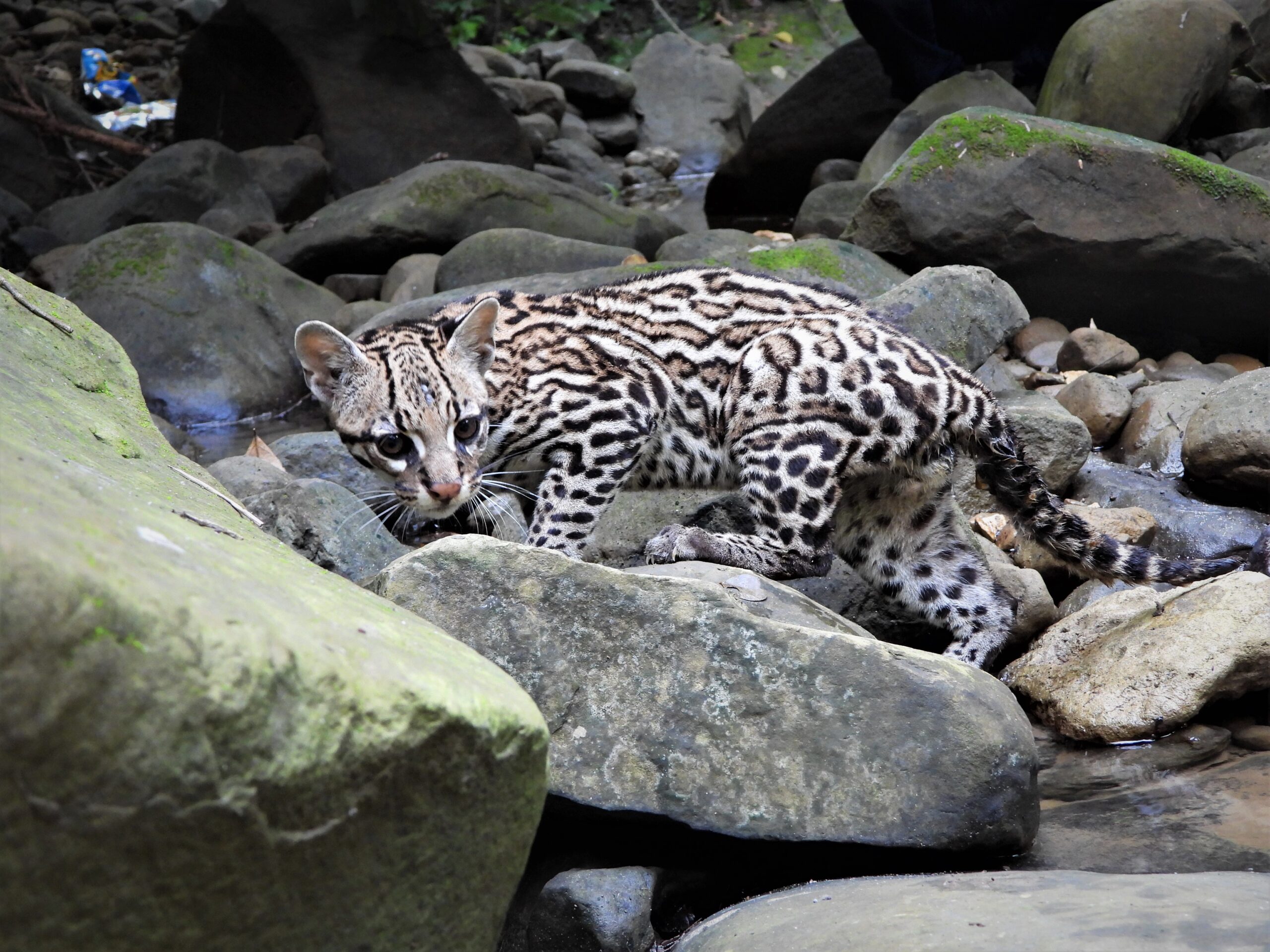 Ocelote – CAV | EPA Cartagena