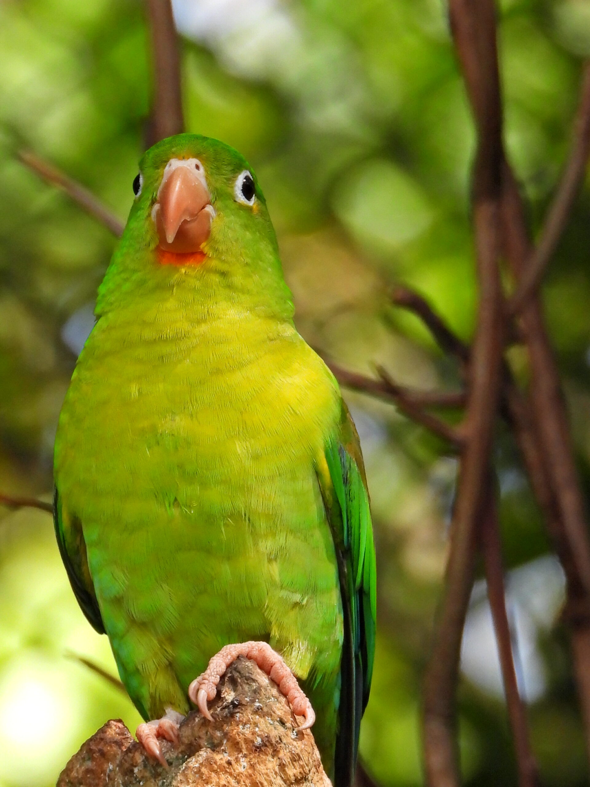 Periquito alibronceado – CAV | EPA Cartagena