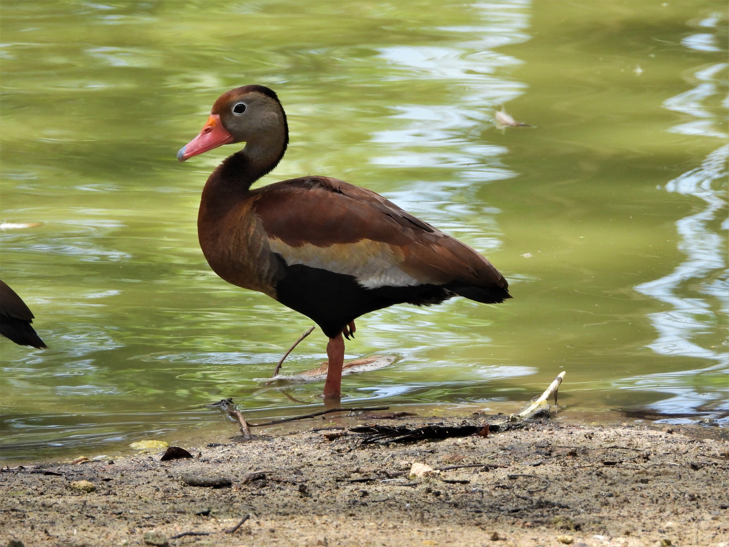 Piscingo – CAV | EPA Cartagena